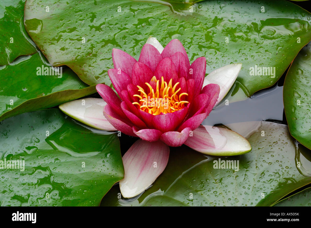 Waterlily (Nymphaea hybrid Stock Photo - Alamy