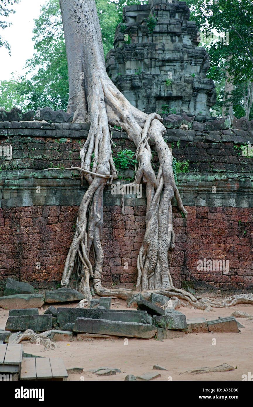 Root temple hi-res stock photography and images - Alamy