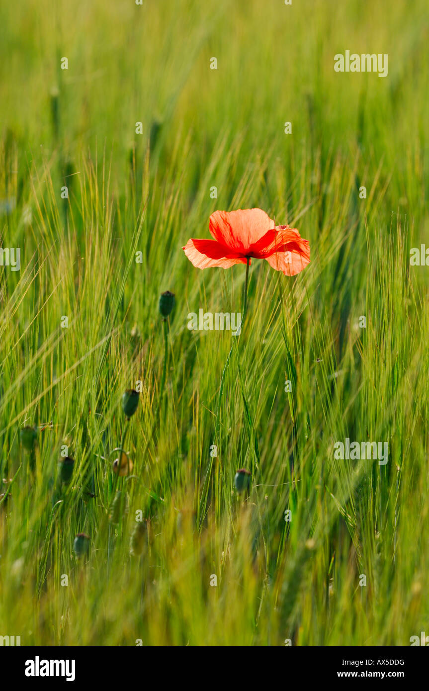 Red Poppy (Papaver rhoeas) growing in a barley field Stock Photo - Alamy