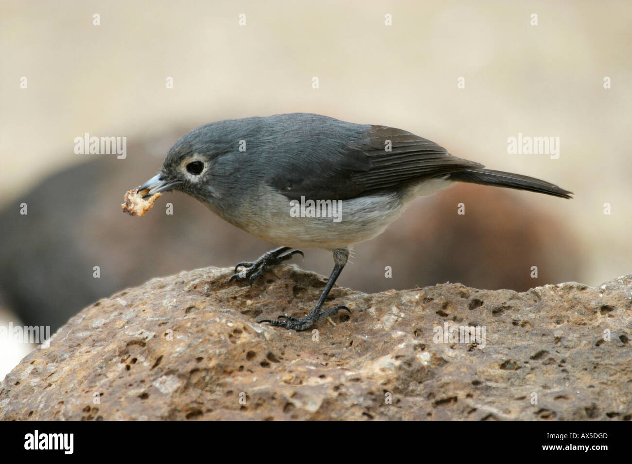 Slaty flycatcher hi-res stock photography and images - Alamy