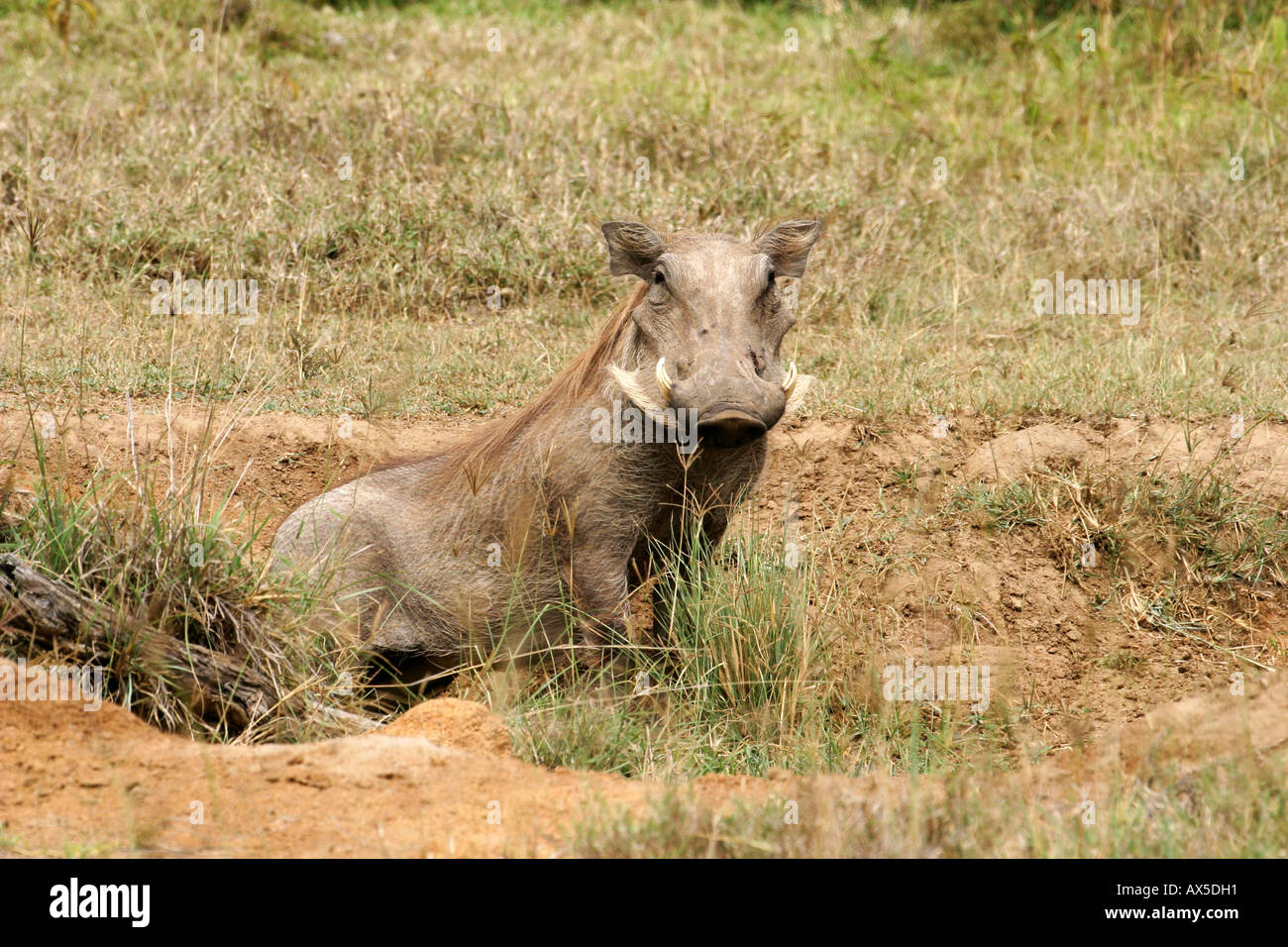 Warthog burrow hi-res stock photography and images - Alamy