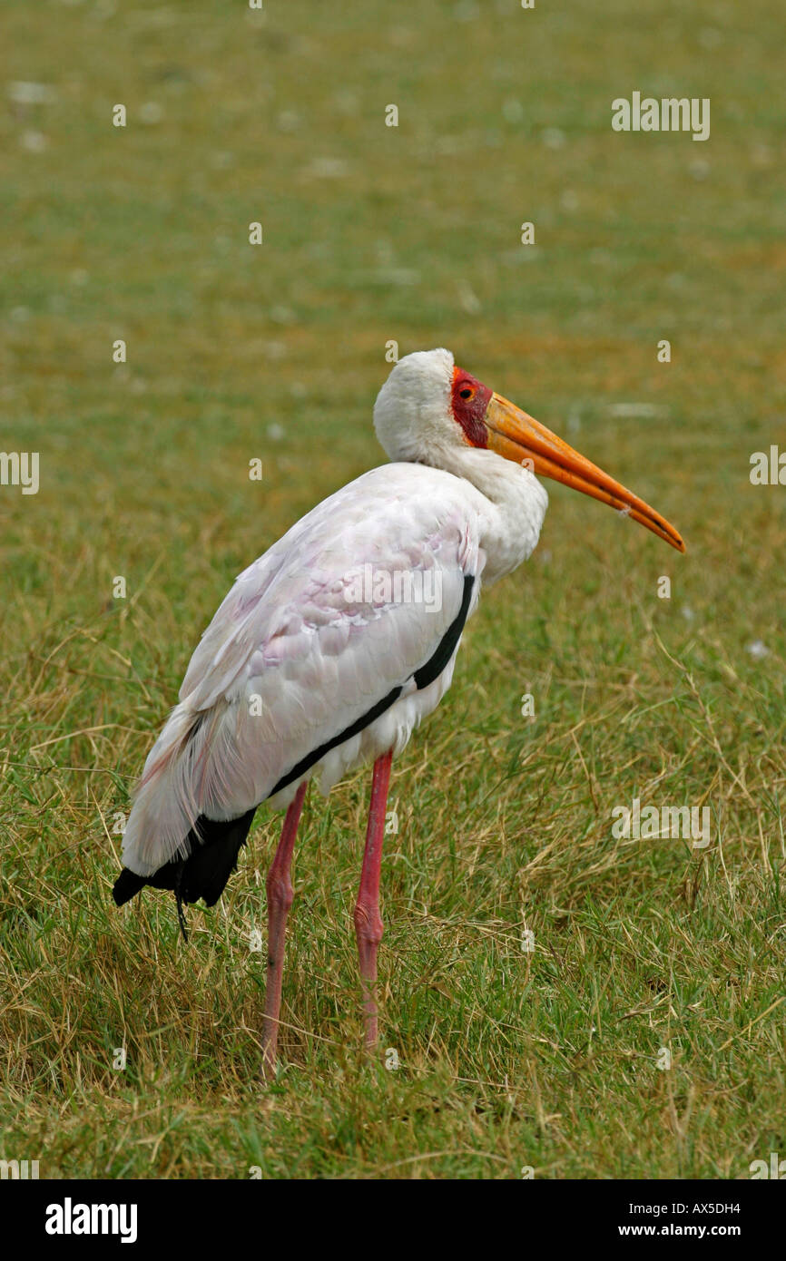 Yellow-billed Stork Stock Photo - Alamy
