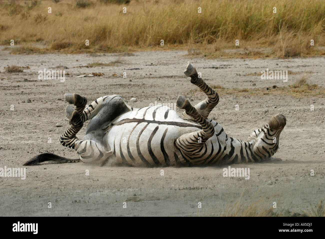 Zebra Dust Bathing High Resolution Stock Photography and Images - Alamy