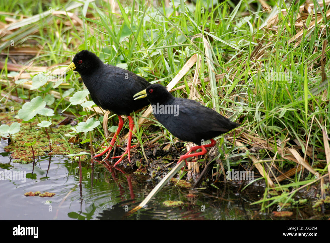 Black crakes hi-res stock photography and images - Alamy