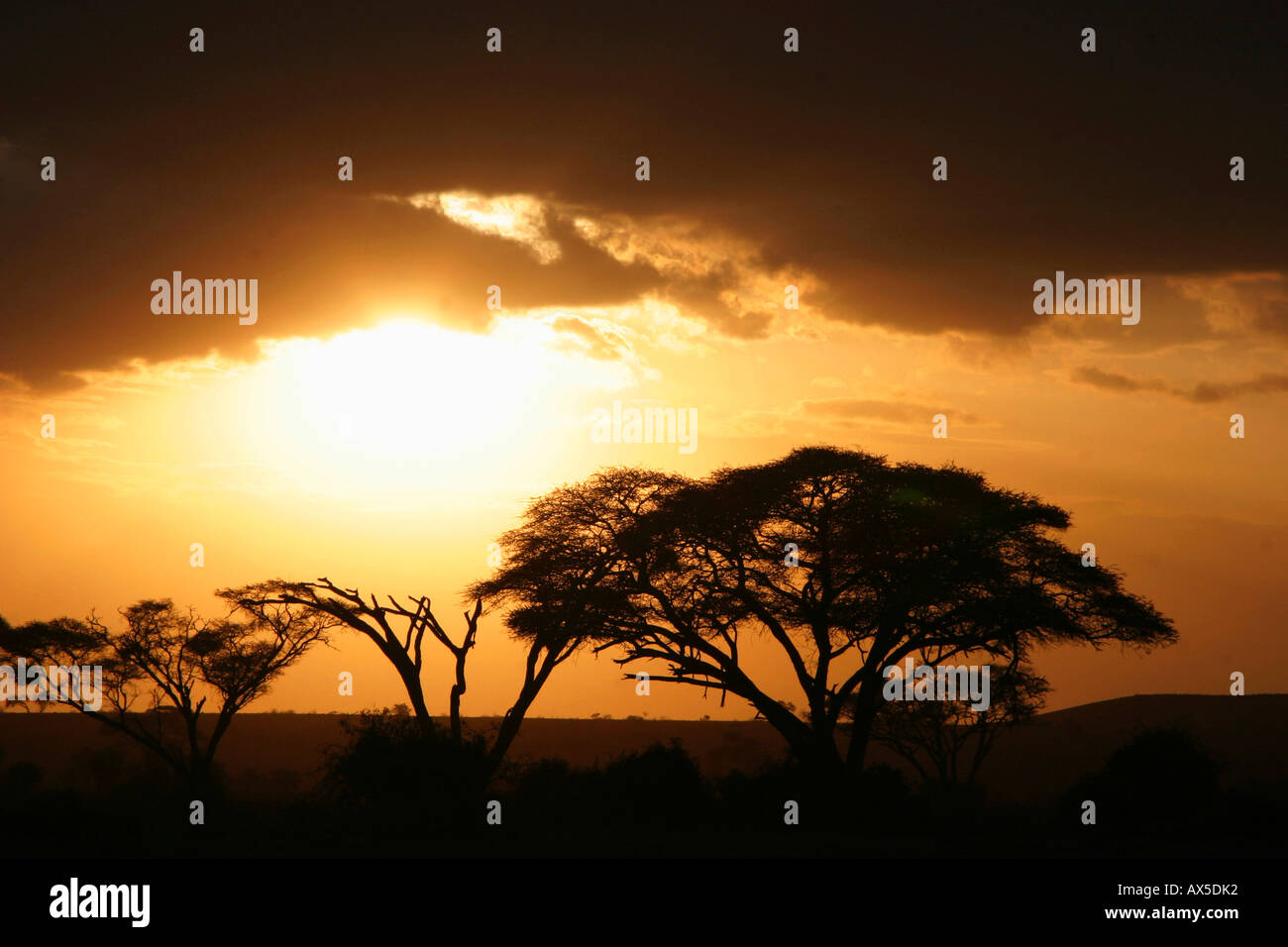 Acacia acacia spec hi-res stock photography and images - Alamy
