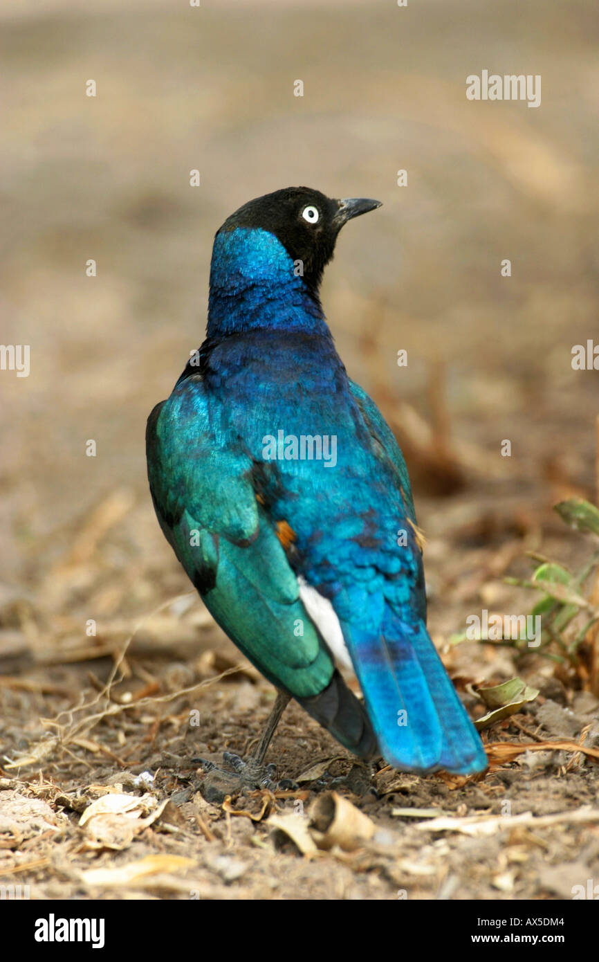 Superb Starling Stock Photo - Alamy