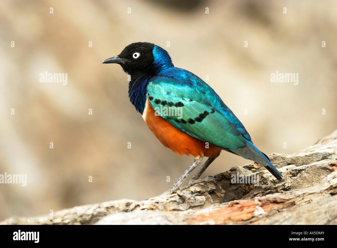Superb Starling Stock Photo - Alamy