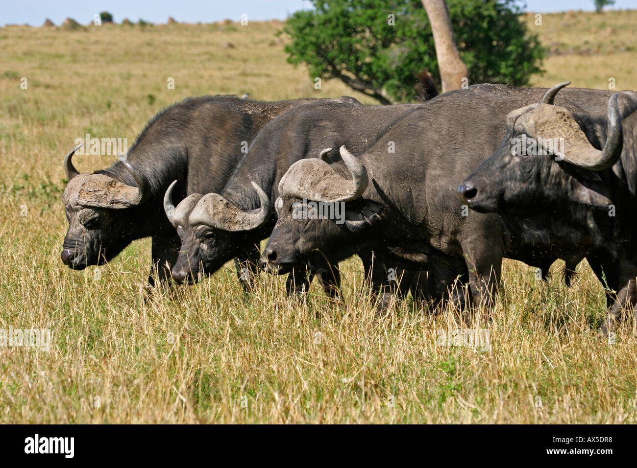 African Buffalo Stock Photo - Alamy