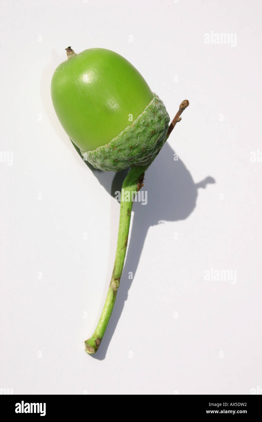 small green acorn Stock Photo - Alamy