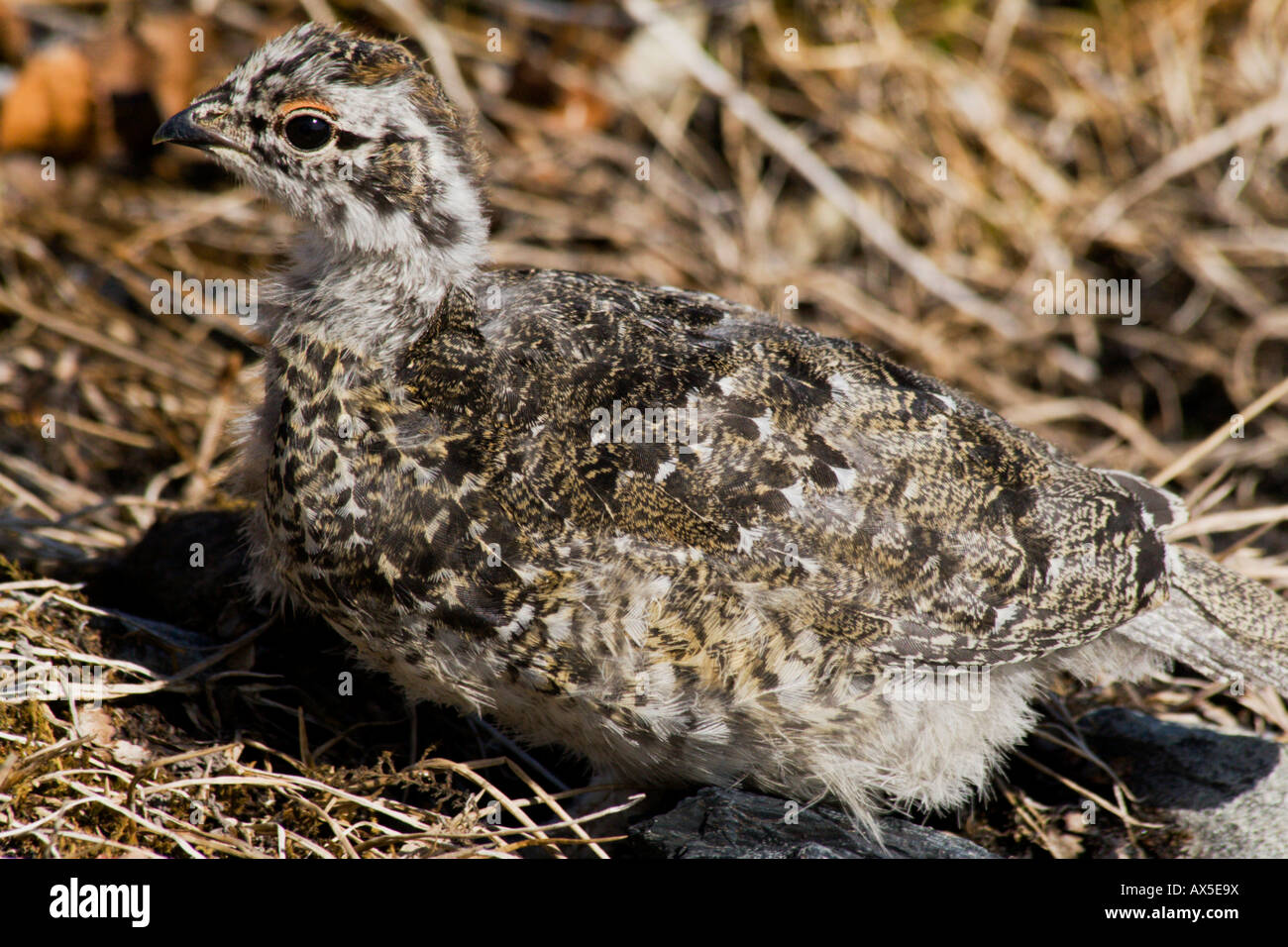 Ptarmigan chick hi-res stock photography and images - Alamy