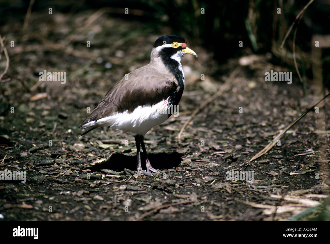 Banded lapwing-Vanellus tricolor-Family Charadriidae Stock Photo - Alamy
