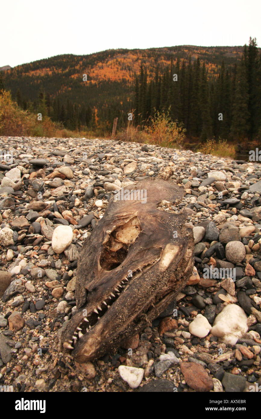 Bank fisch hi-res stock photography and images - Alamy