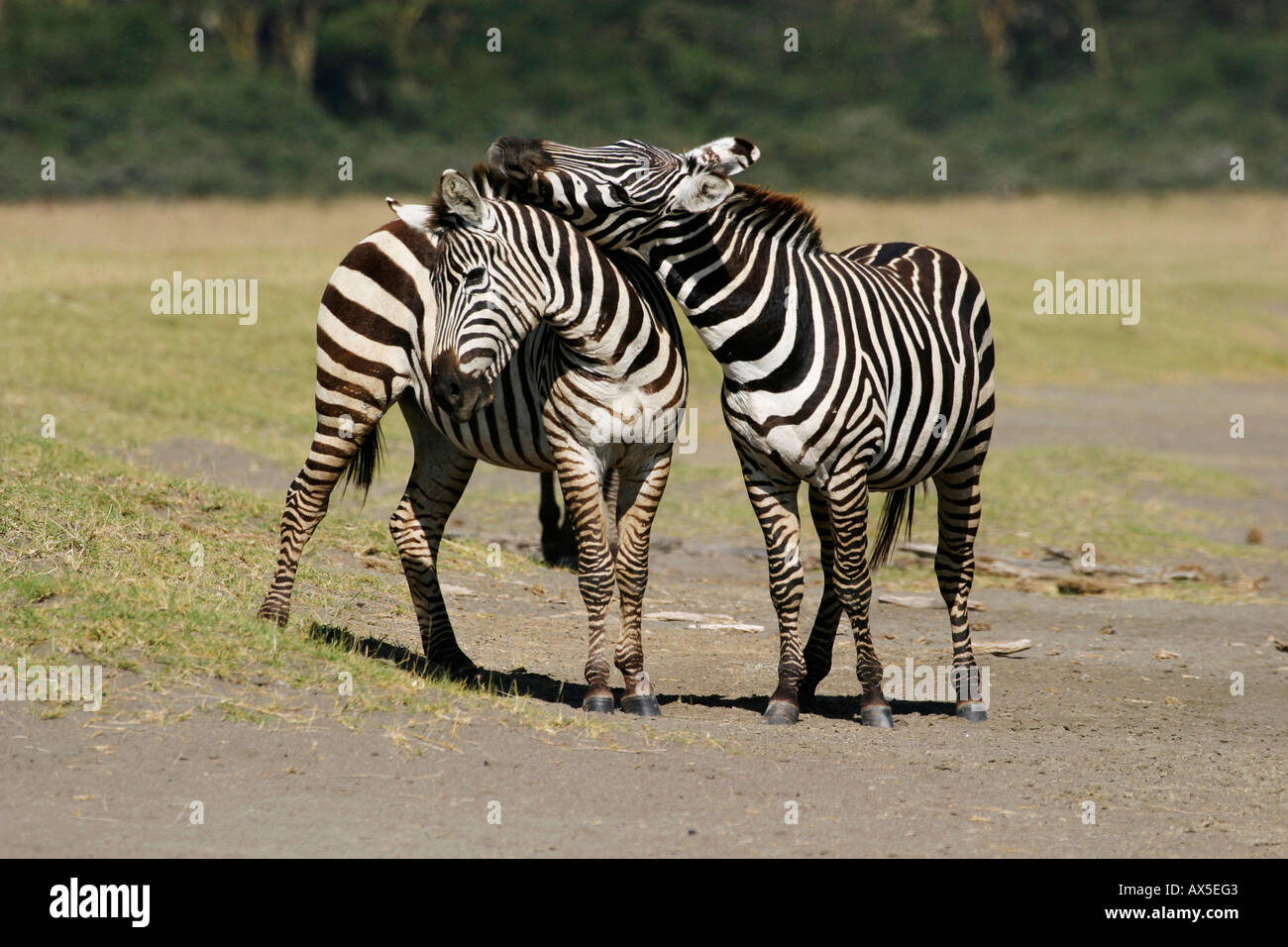 Common Zebra Stock Photo - Alamy
