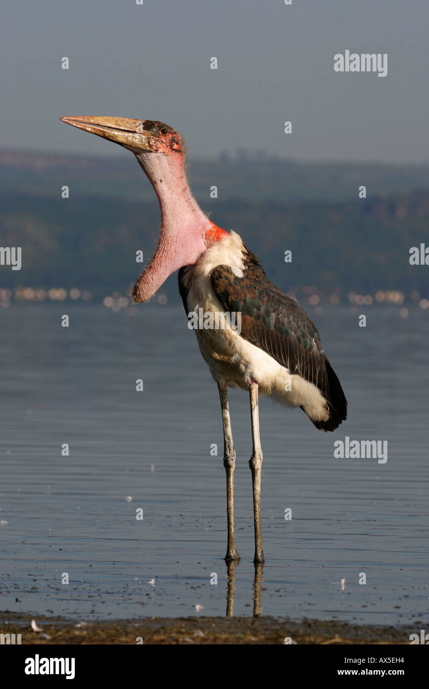 Marabou Stork Stock Photo - Alamy