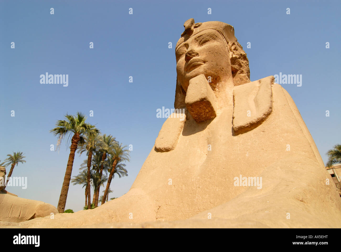 Sphinx, Karnak Temple, Luxor, Egypt, North Africa Stock Photo - Alamy