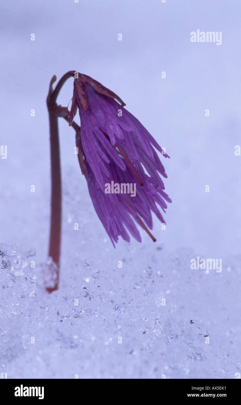 Alpine Snowbell Stock Photo - Alamy