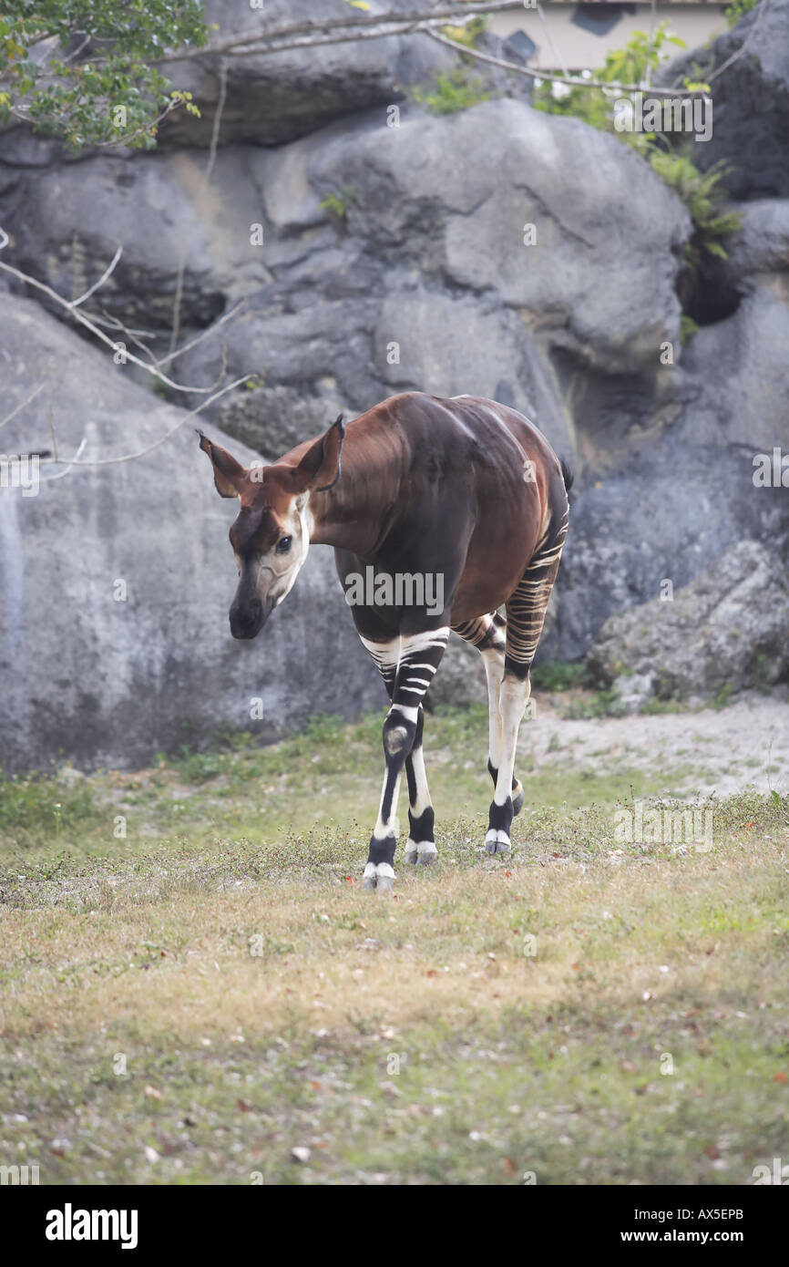 okapi search for food Stock Photo - Alamy