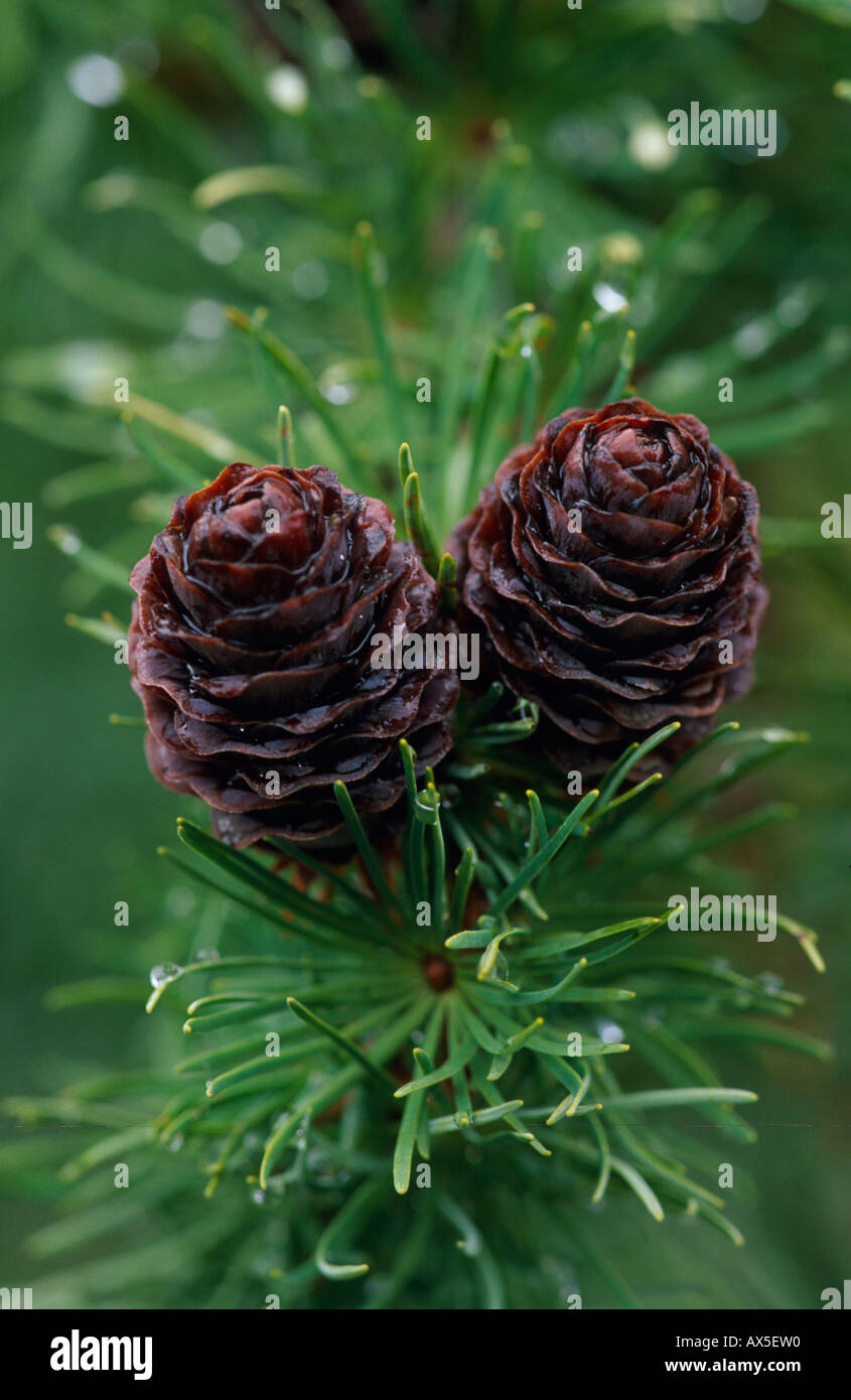 European Larch Stock Photo - Alamy