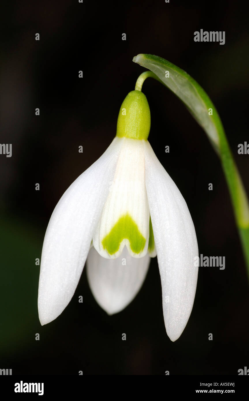 Snowdrop (Galanthus nivalis Stock Photo - Alamy
