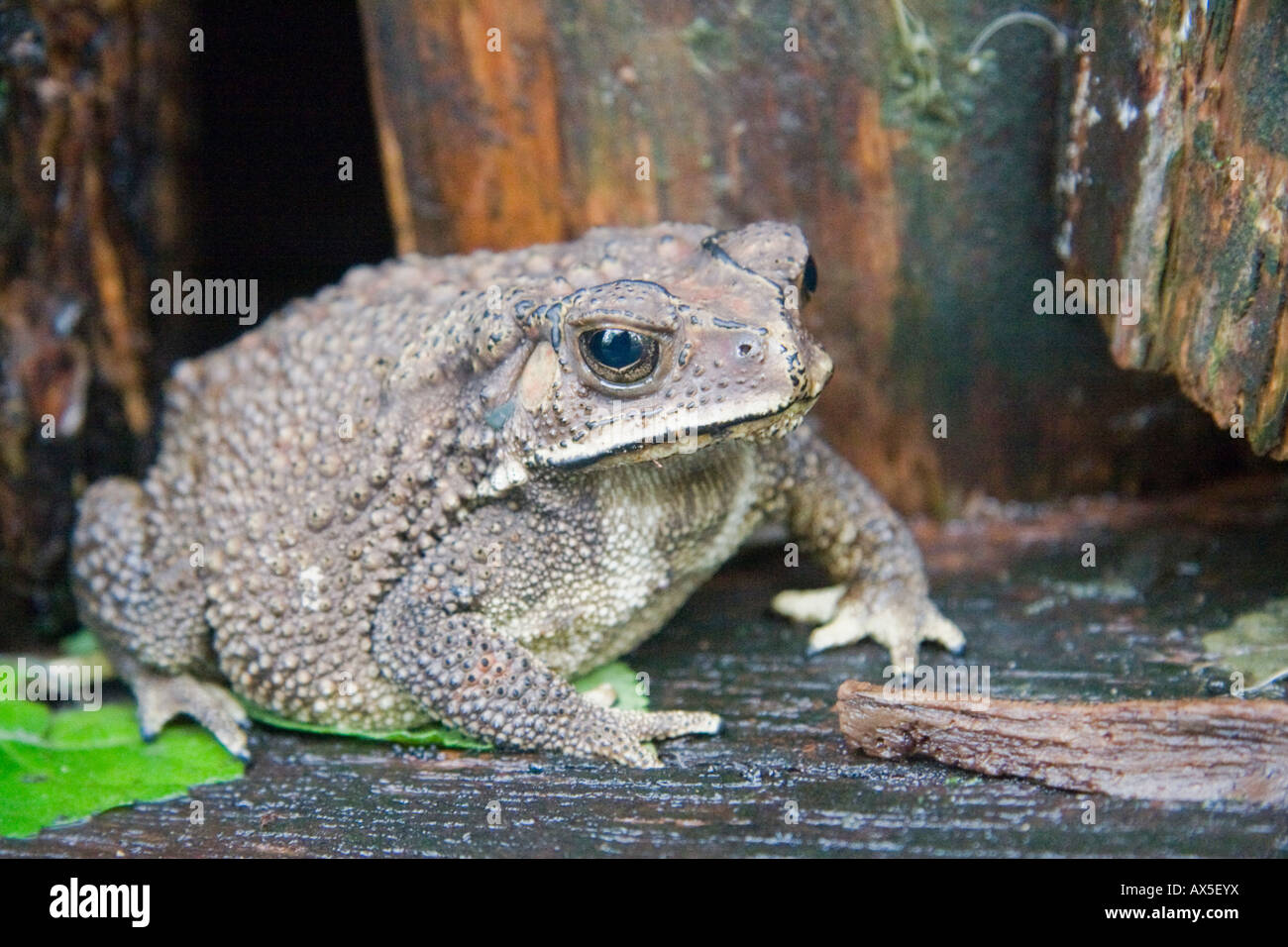 a big tropical toad Stock Photo - Alamy