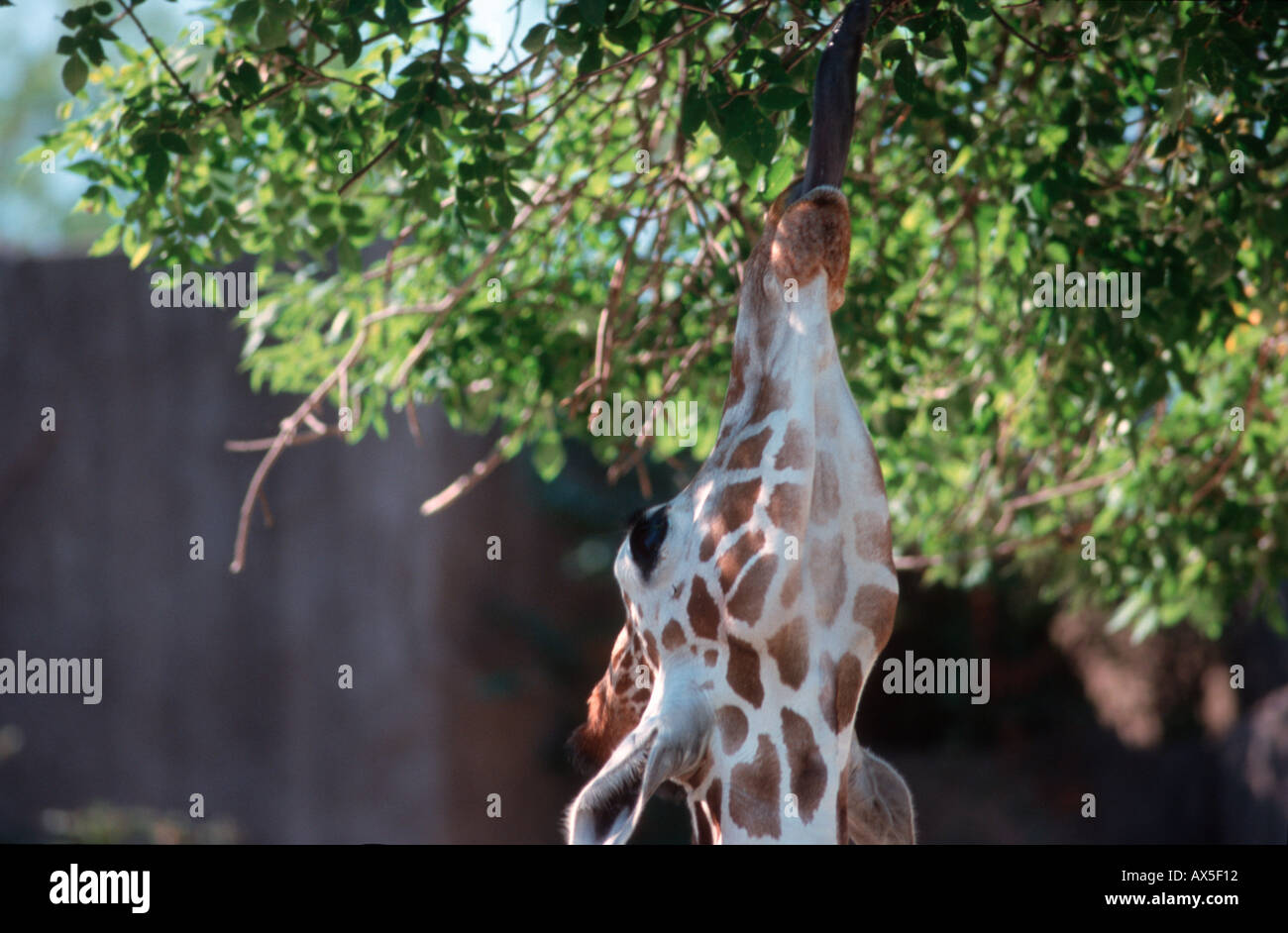Giraffe using tongue to eat from tree, Milwaukee County zoo Milwaukee ...
