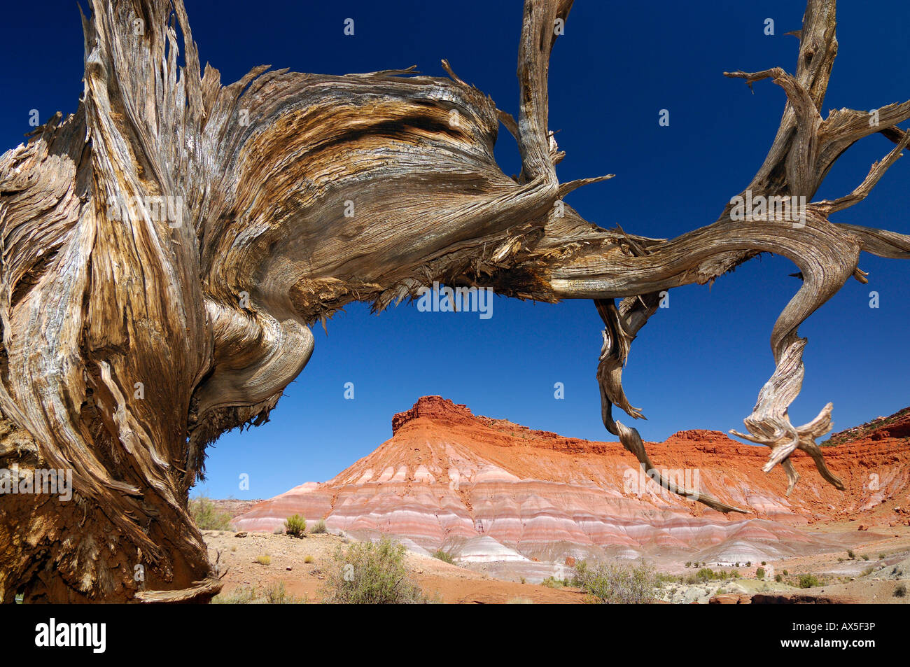 Dried-up Utah Juniper (Juniperus osteosperma) in the desert in front of ...