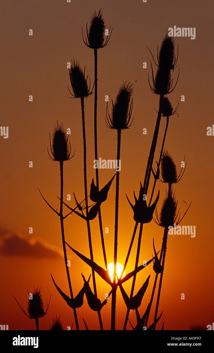 Teasel dipsacus fullonum silhouette hi-res stock photography and images ...