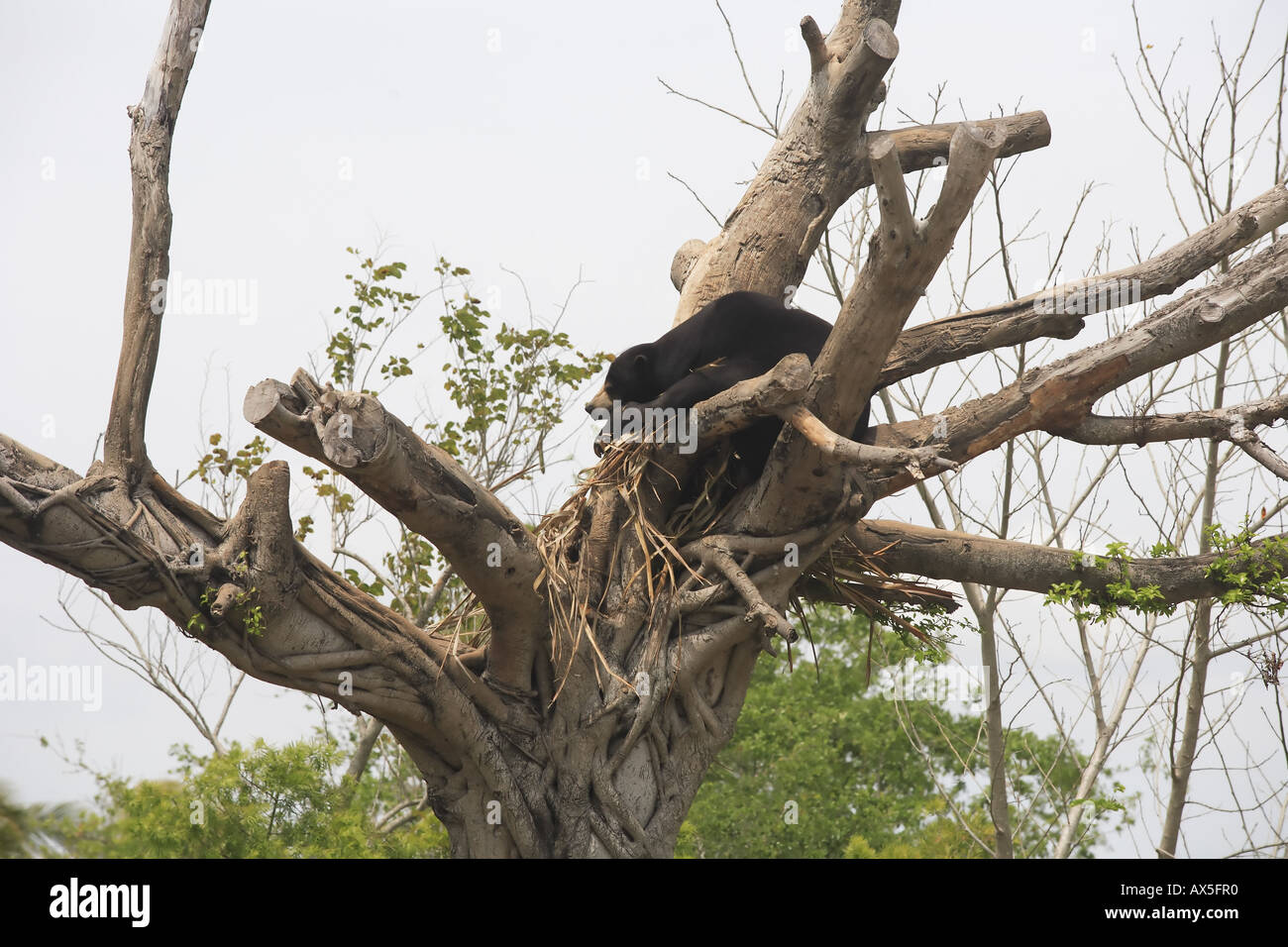 Black Sloth bear resting in tree Stock Photo - Alamy