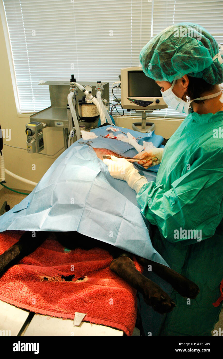 Emergency DVM Veterinarian operation surgery on large family pet dog ...