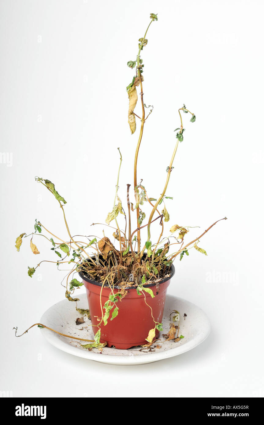 Dried-up potted plant Stock Photo - Alamy