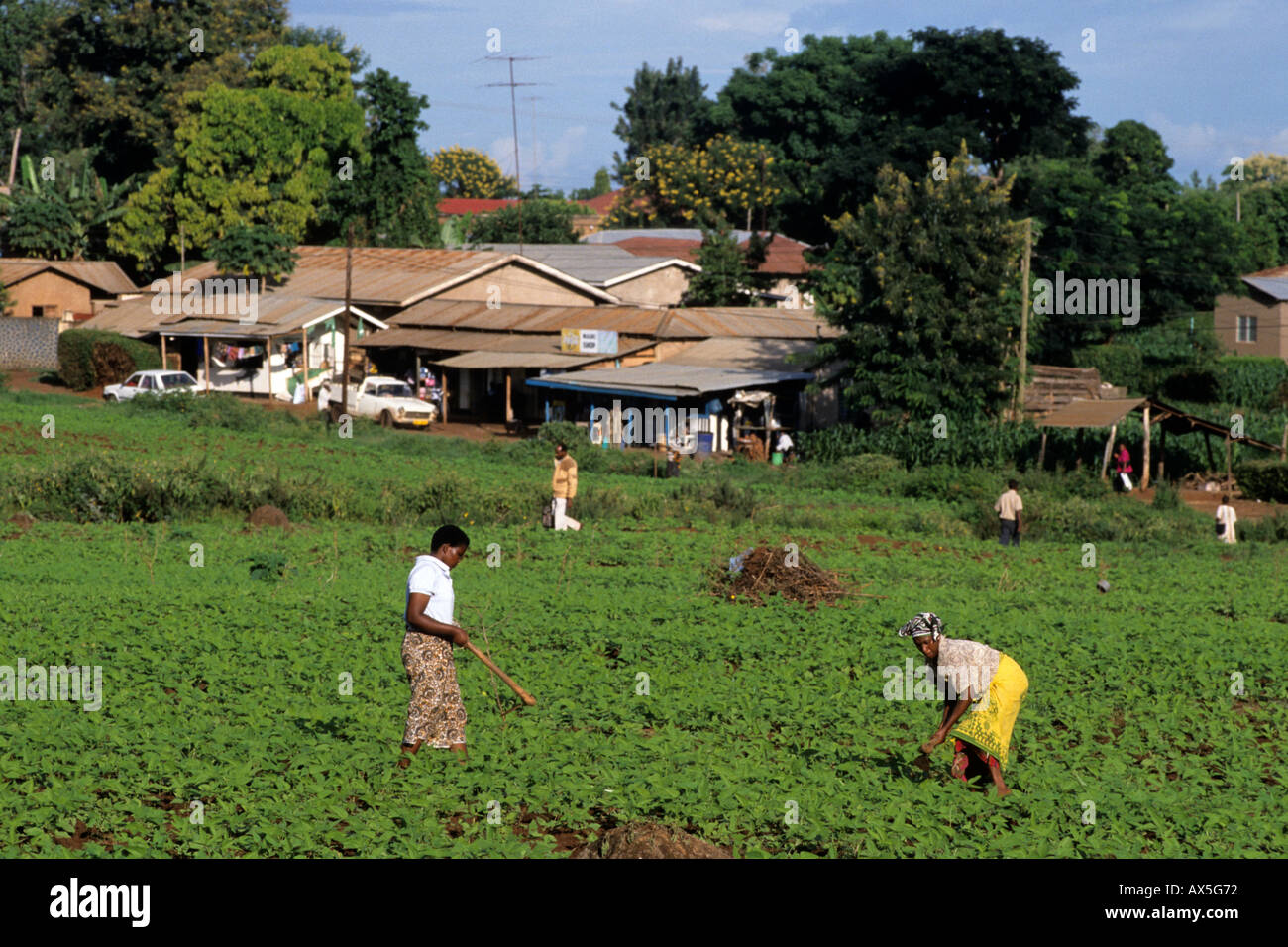 Women cultivating beans in a suburban area, Moshi, Tanzania Stock Photo ...