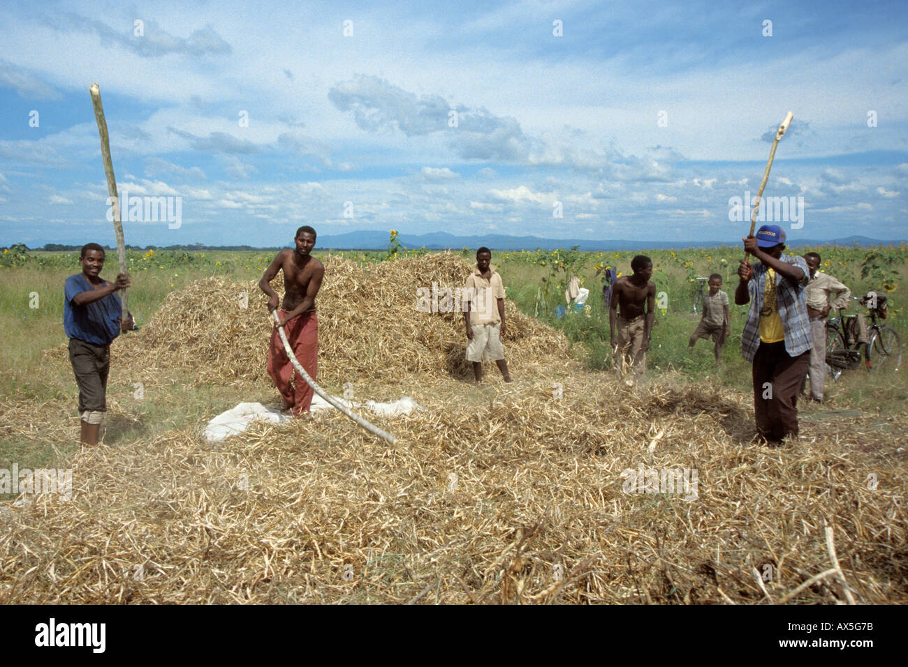 Threshing Sticks High Resolution Stock Photography and Images - Alamy