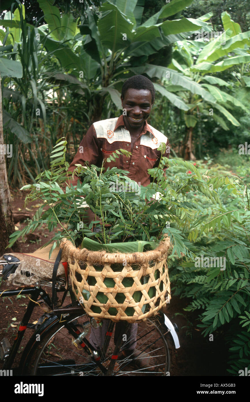 Farmer buys tree seedlings from a tree nursery, Himo, Tanzania Stock ...