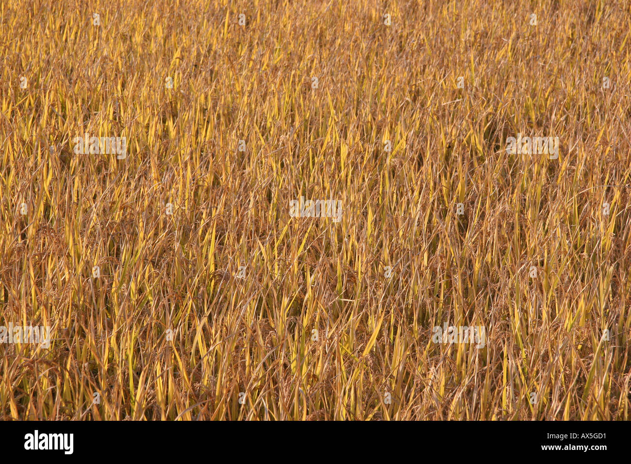 Just before harvest of rice hi-res stock photography and images - Alamy