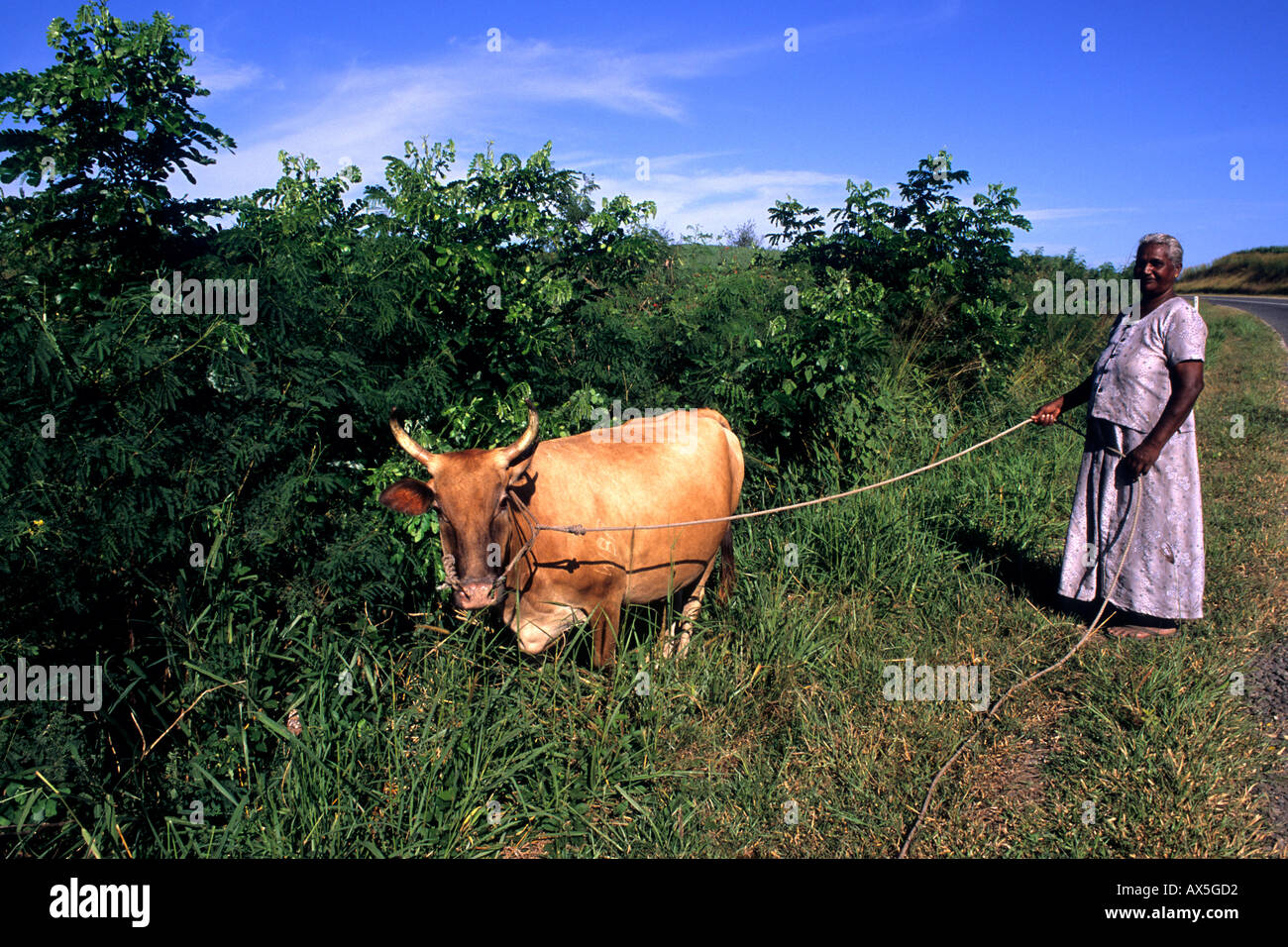 Indian Woman with Cow on the Coral Coast in the Fiji Islands Stock ...