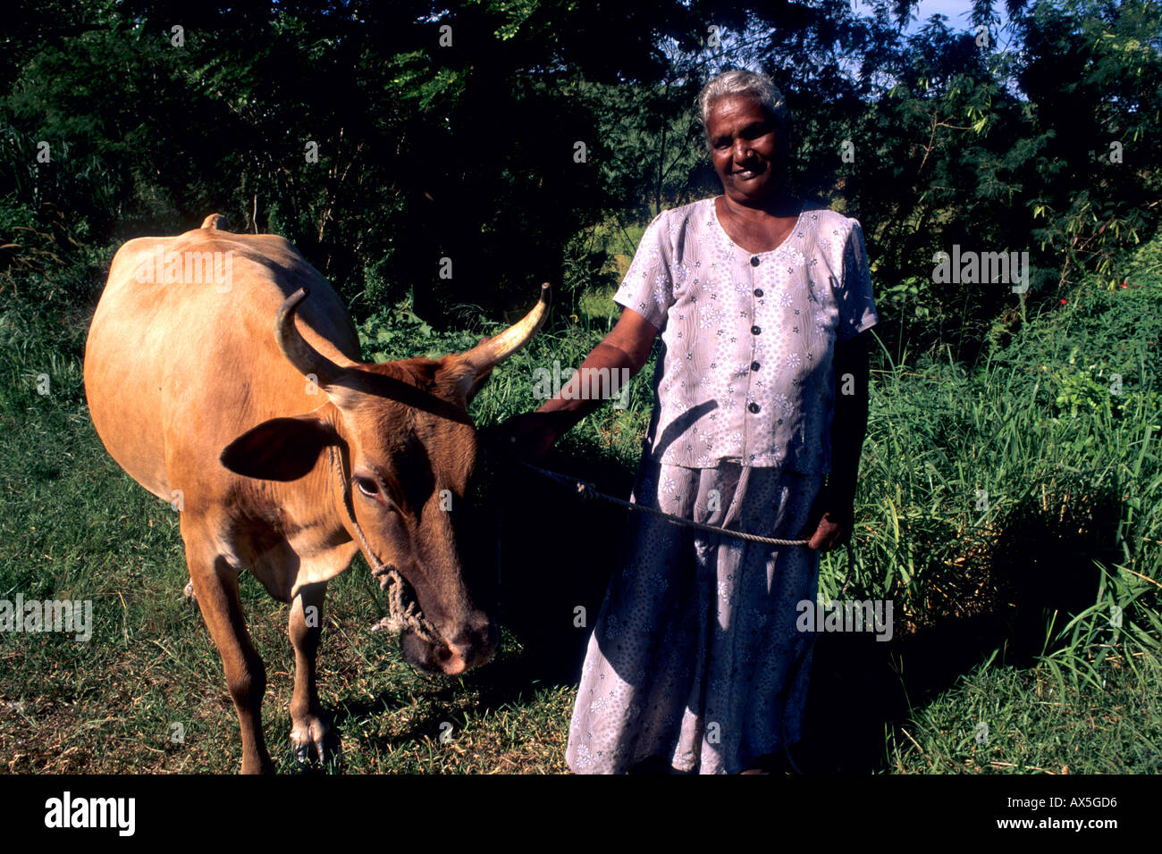 Indian Woman with Cow on the Coral Coast in the Fiji Islands Stock ...