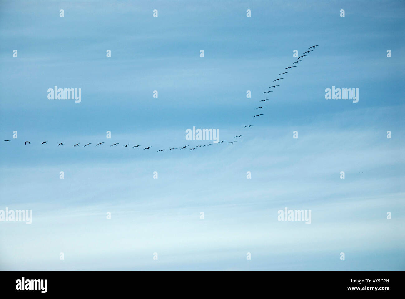 Vogelformationen hi-res stock photography and images - Alamy