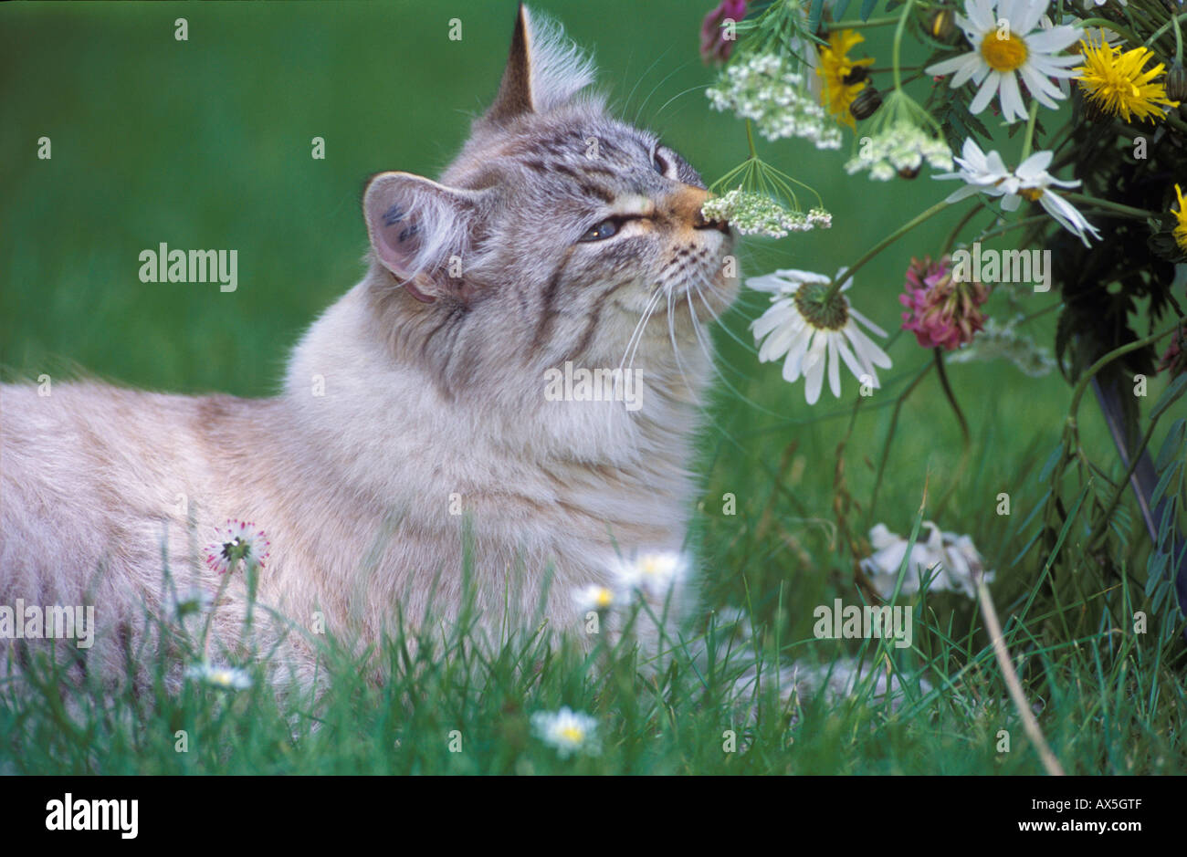 Cat sniffing flower hi-res stock photography and images - Alamy