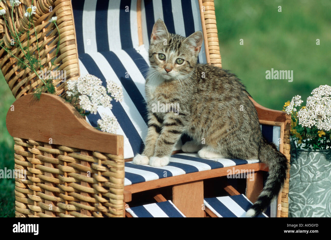 Domestic Cat Stock Photo - Alamy
