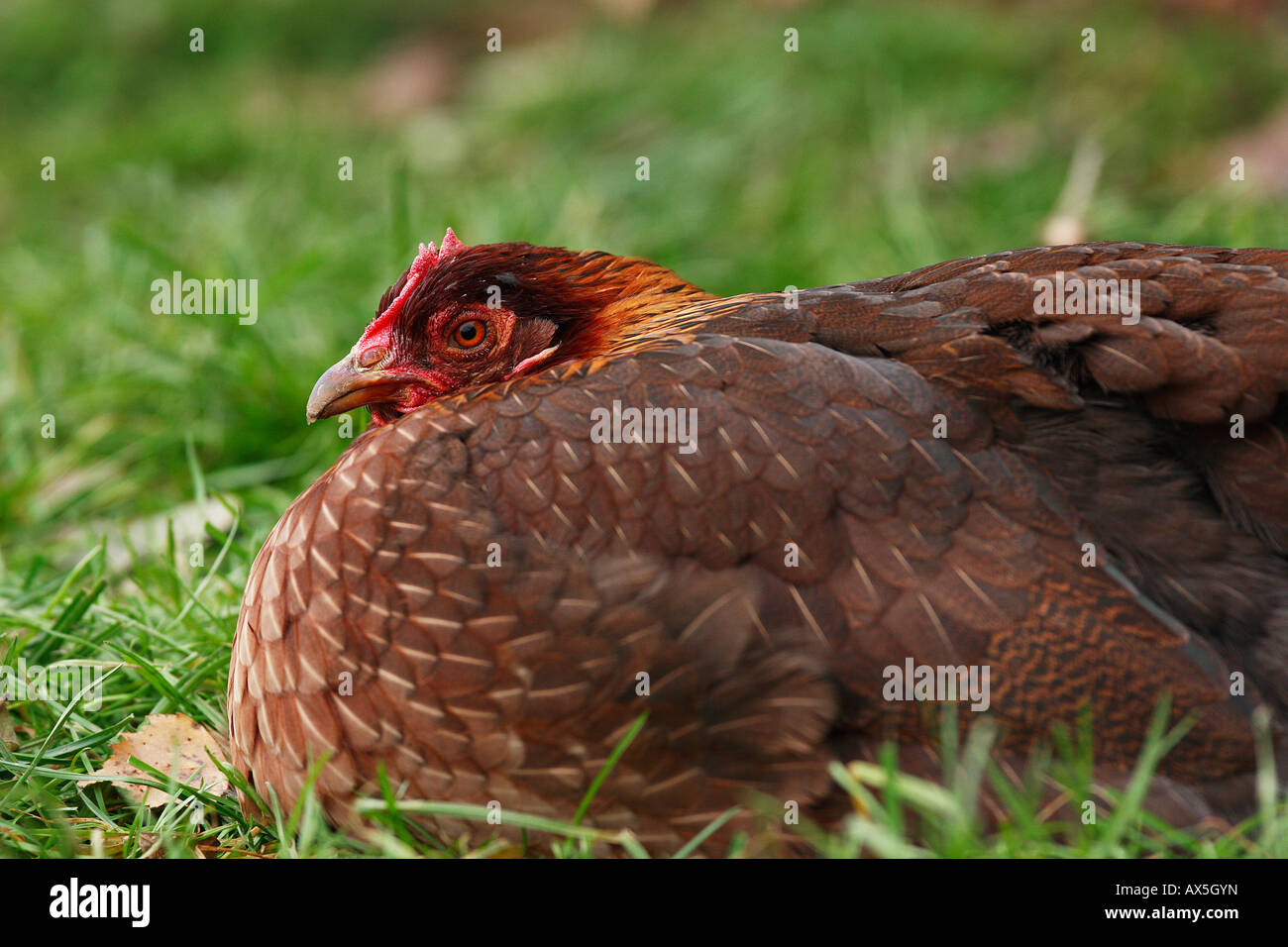 Welsumer huhn hi-res stock photography and images - Alamy