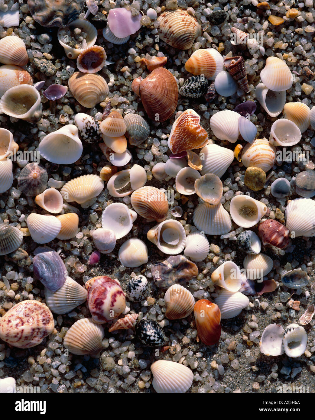 Australia shells seashells hi-res stock photography and images - Alamy