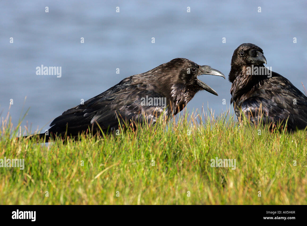 Couple of common ravens (Corvus corax Stock Photo - Alamy