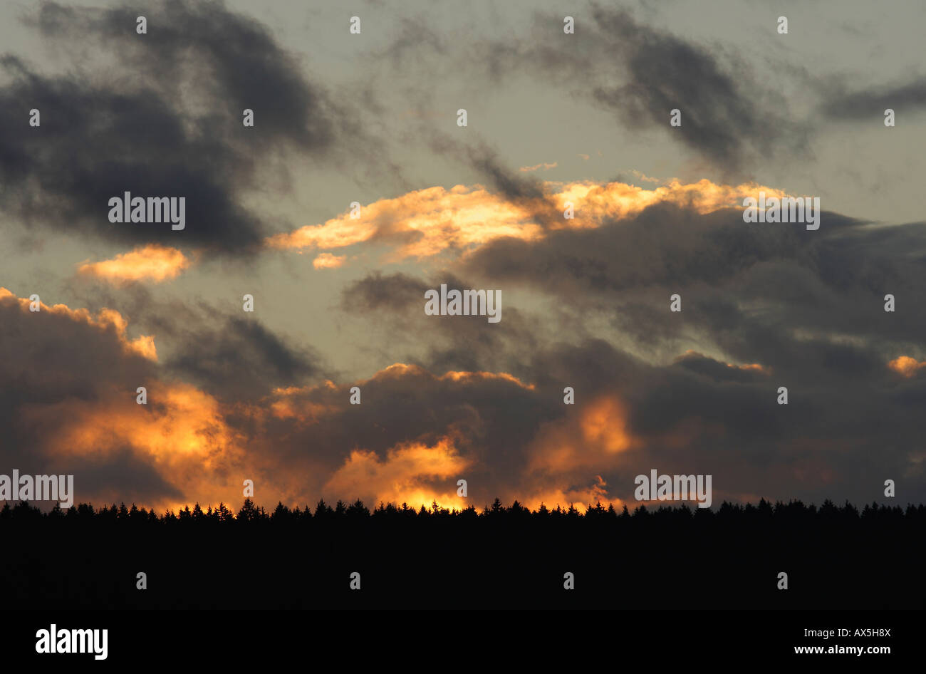 Thunderclouds at dusk above the edge of a forest Stock Photo - Alamy