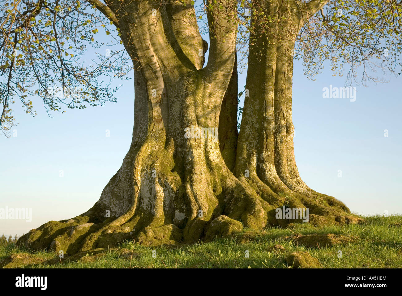 Lime or Linden Tree (Tilia), roots and trunk, Poecking, Upper Bavaria ...