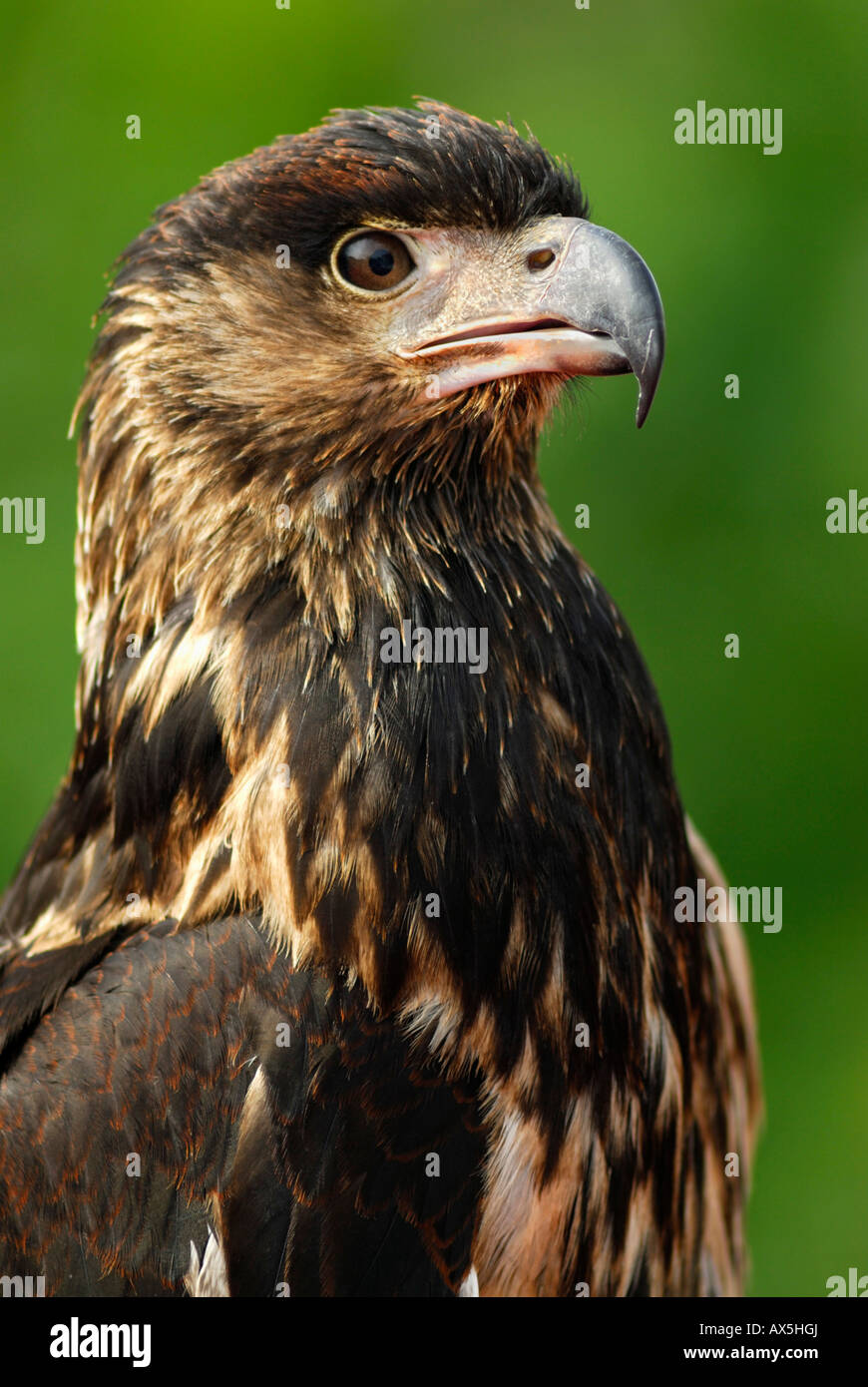 Aquila albicilla hi-res stock photography and images - Alamy