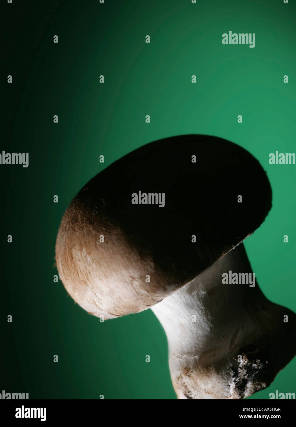 Agaricus pilze hi-res stock photography and images - Alamy