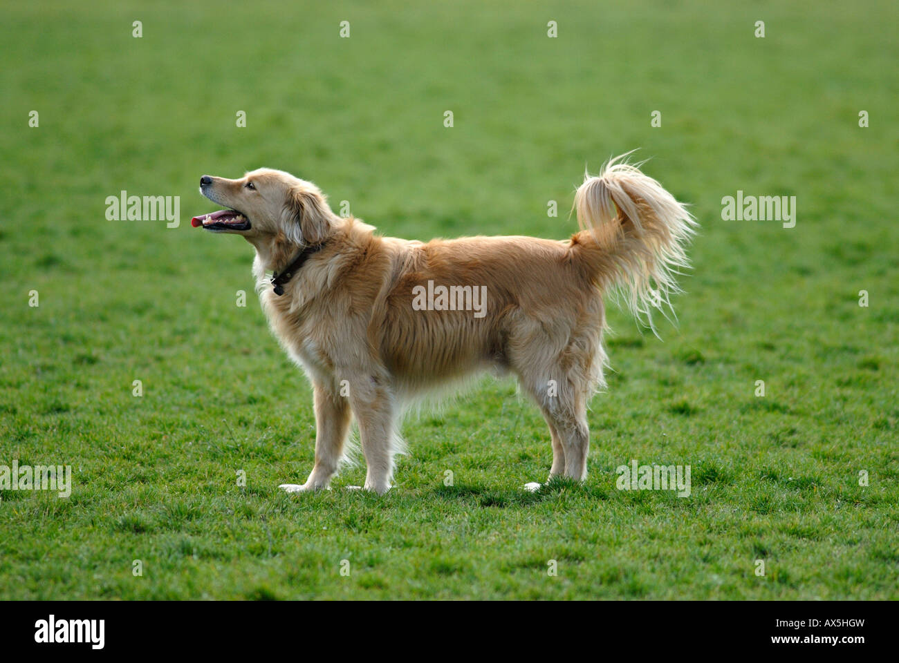 Golden Retriever Side Profile High Resolution Stock Photography and ...