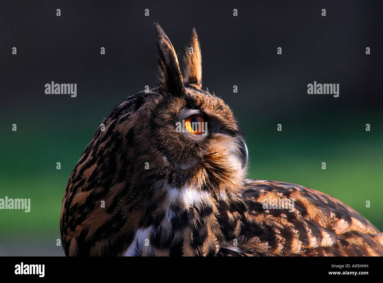 Eurasian Eagle Owl (Bubo bubo Stock Photo - Alamy