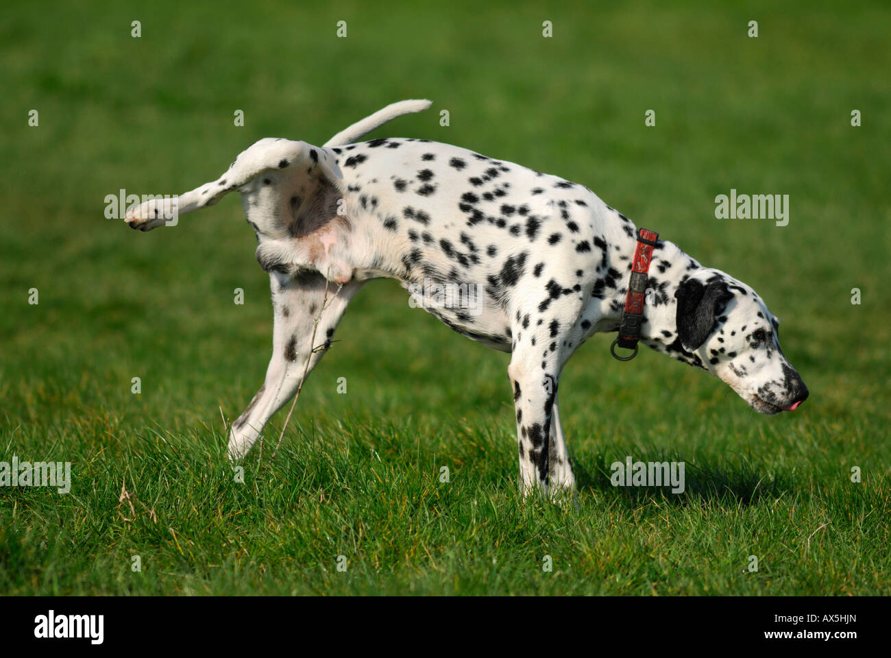 Dalmatian lifting its leg Stock Photo - Alamy