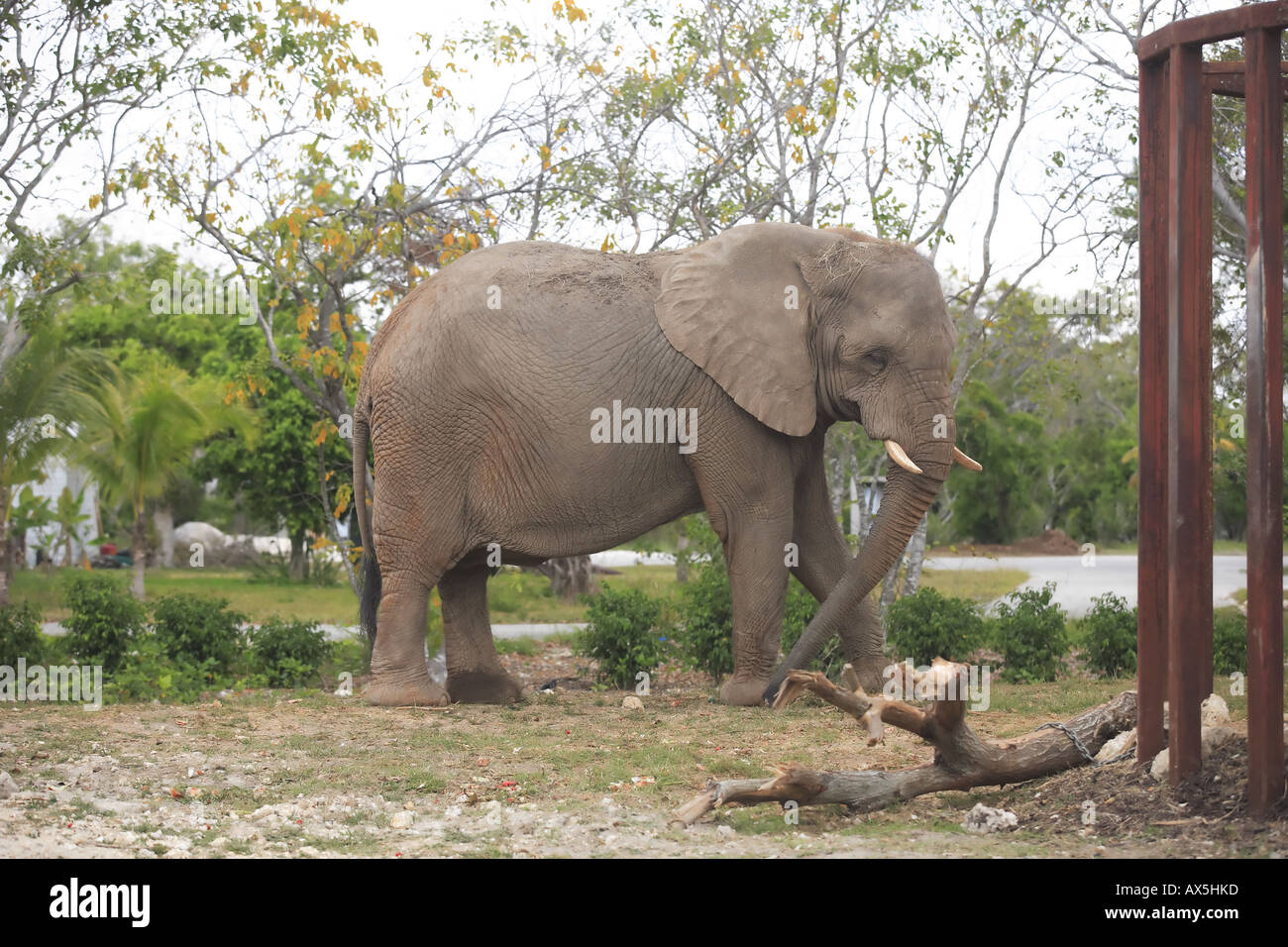 African Elephant Loxodonta Africanus Mammal Africa Zoo Animal side view ...